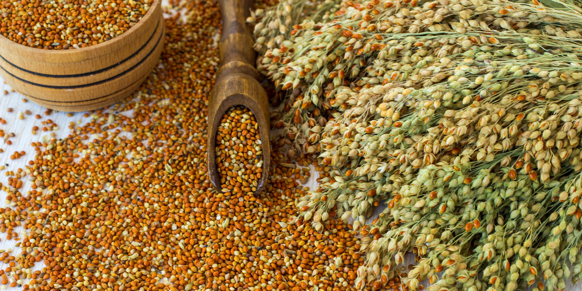 Understanding the Benefits of Millets — Spice Divine